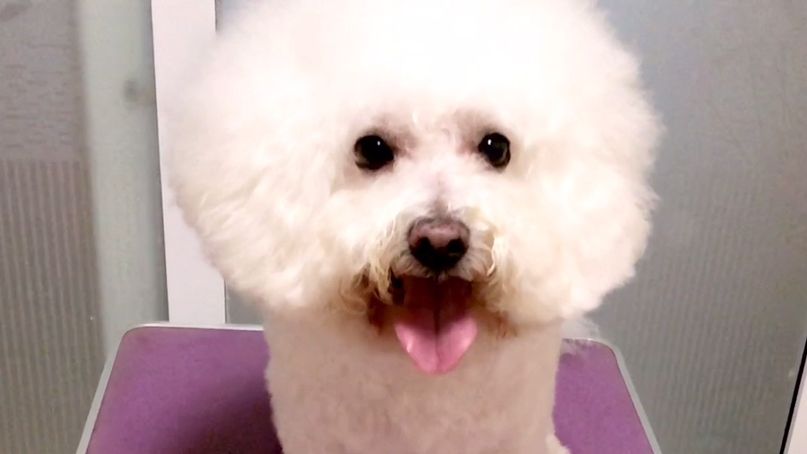 在家给狗狗洗澡 也能像在宠物店洗出来那样好看