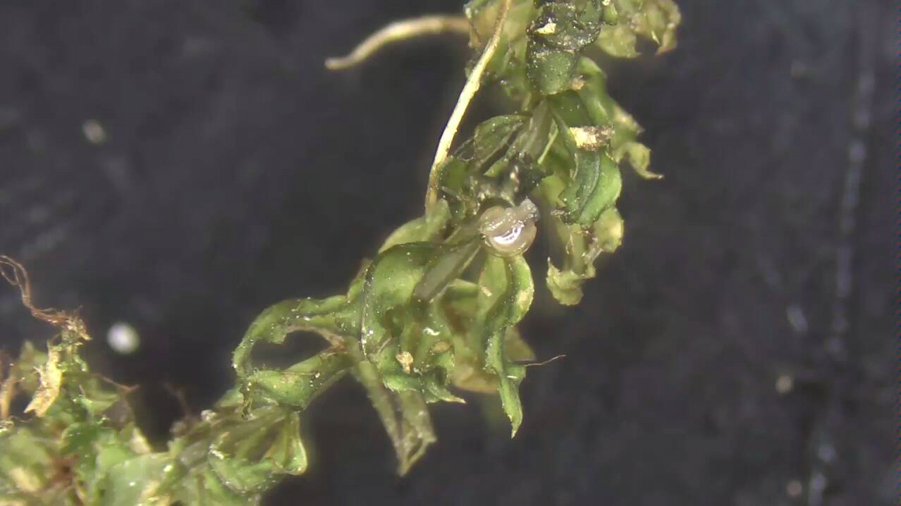 【蜗牛】体视镜下的苔藓与蜗牛