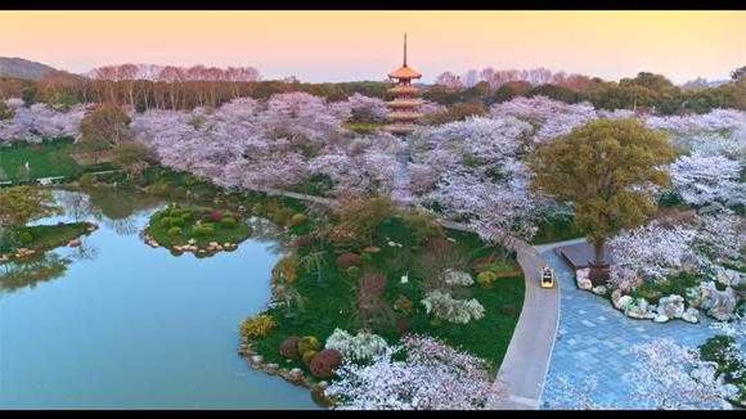 武汉的樱花,真美啊!