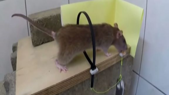 牛人手把手教你怎么用绑扎带和扳手做一个简易的捕鼠笼,百发百中
