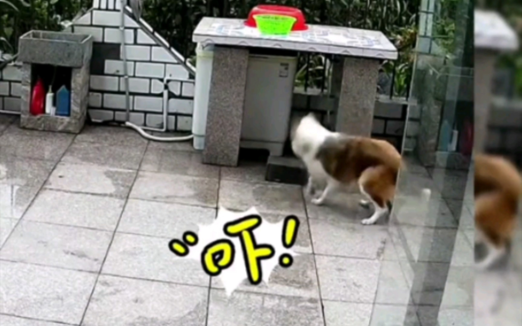 家中电器漏电产生火花,宠物狗近4分钟守护和狂吠等来主人,最后及时...