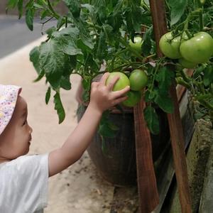 贺妈的楼顶小菜园 