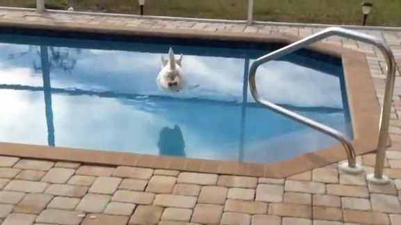 泳池是狗狗的最爱,特别是在大热天,可以游泳