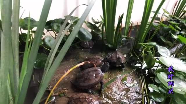 像我这样子喂乌龟,可以培养乌龟的互动性,你试过这样喂乌龟吗?