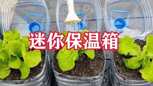制作简单的迷你“保温箱”,让植物安全过冬