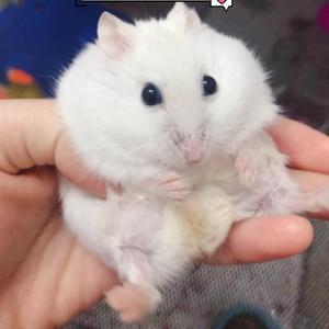 仓鼠好逗