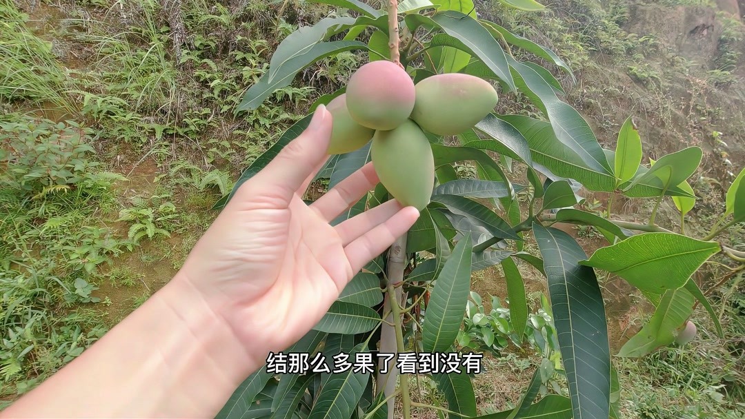 芒果苗种植一年能长多大?今天带大家看看!结很多果了?