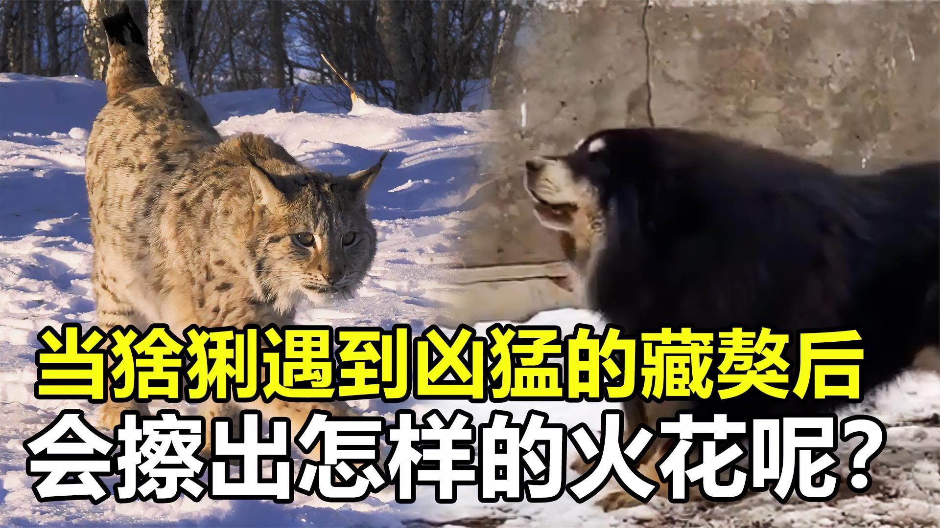 遇到凶猛的藏獒,究竟谁更厉害?