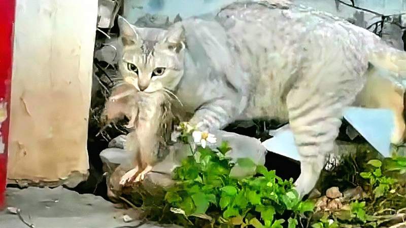 大家快来!看猫咪抓老鼠是一件很过瘾的事情啊