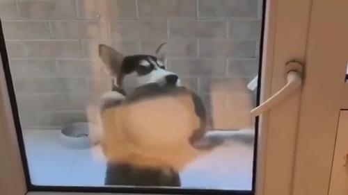 门外的二狗为了生存,咬着饭盆,给主人表演跳舞