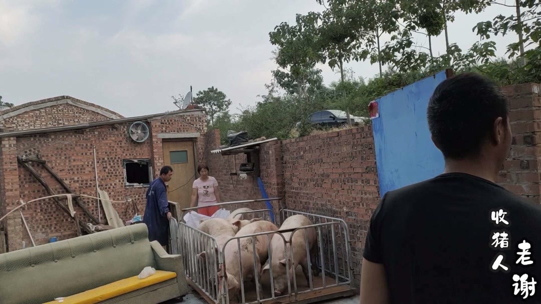 养殖户地上安装地磅,一次可以多头猪过磅,这样卖猪效率高多了