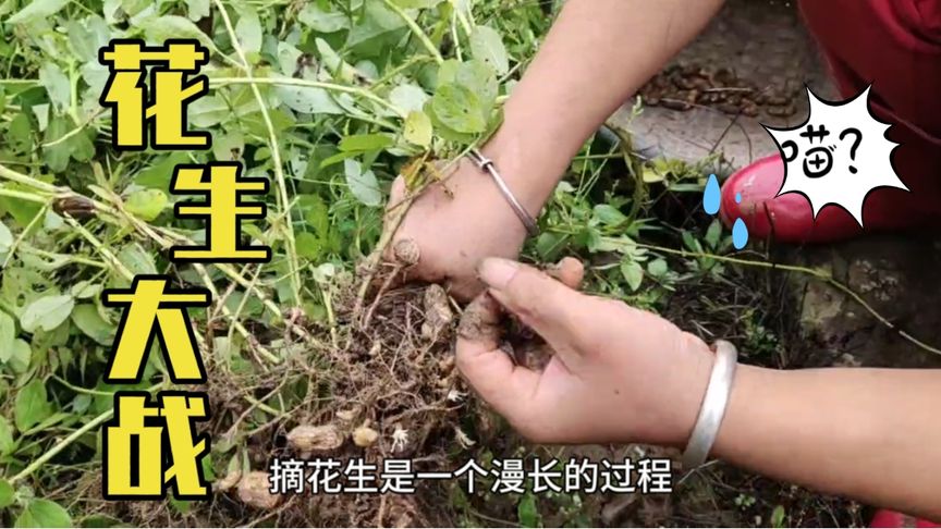 播种和收获不在一个季节,等待的过程叫做坚持