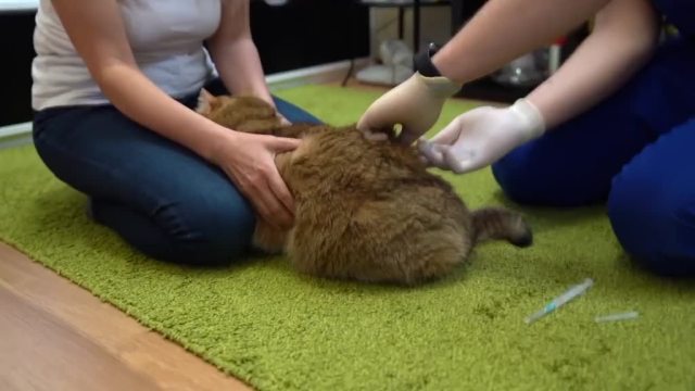 猫咪打针,害怕死了,2米的大针管!