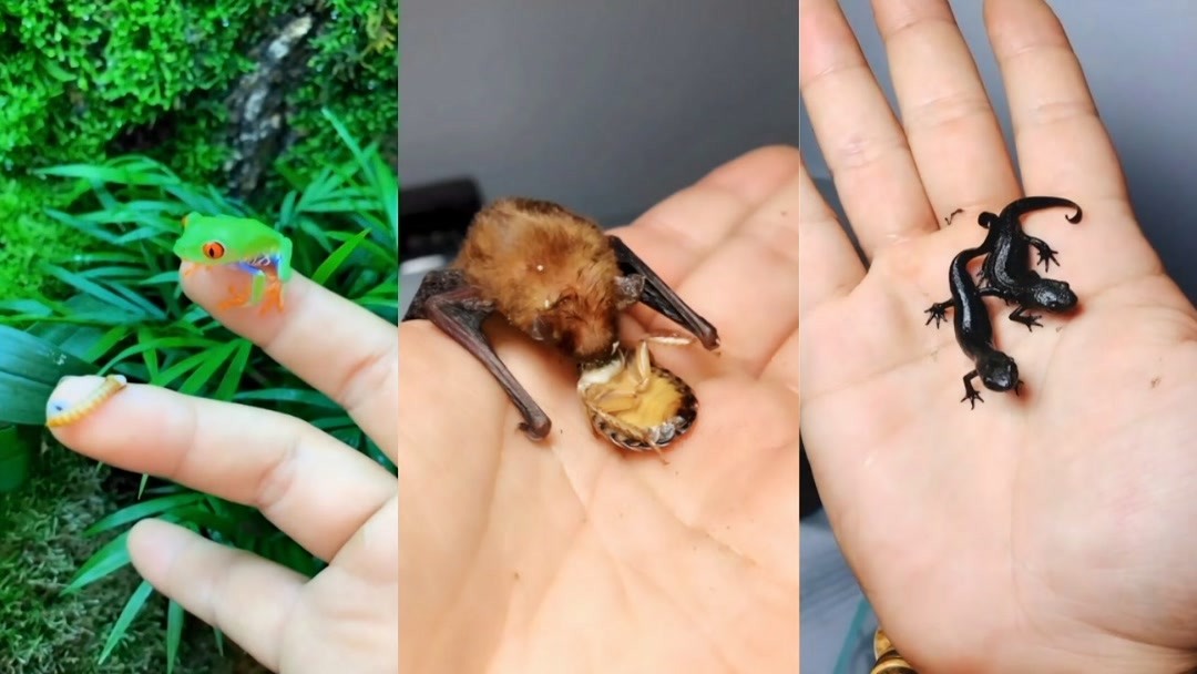 不一样的宠物合集:雨林缸养红眼树蛙,养蝙蝠、蝾螈