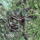 农村山农 