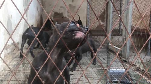 世界上打斗最狠的狗,就连比特也干不过它,1分钟ko对手