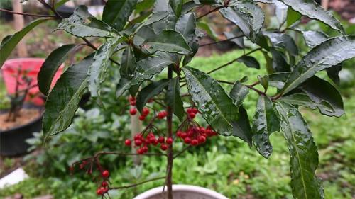 "朱砂根"花卉绿植让网友担忧,不带泥能种活?盆栽请看养护分享