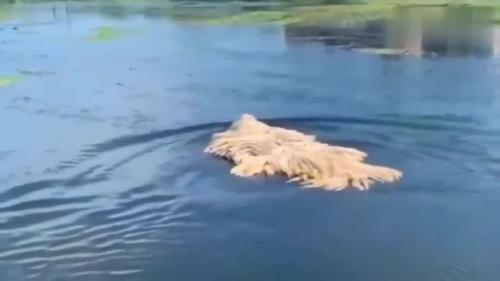 你不说这是一条狗,我真的以为是个拖把!忍住别笑!