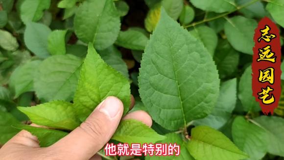 吉塞拉6号和吉塞拉Y1砧木苗如何从叶片上如何区分?看完视频秒懂