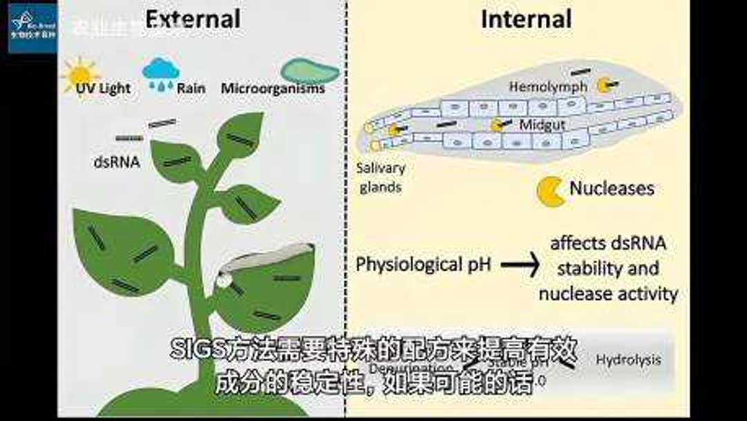 农业生物技术|RNAi技术3种应用使其有望成为植物保护领域未来之星