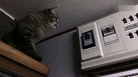 网友说在家玩游戏的时候,电箱总是跳闸,猫咪太淘气了