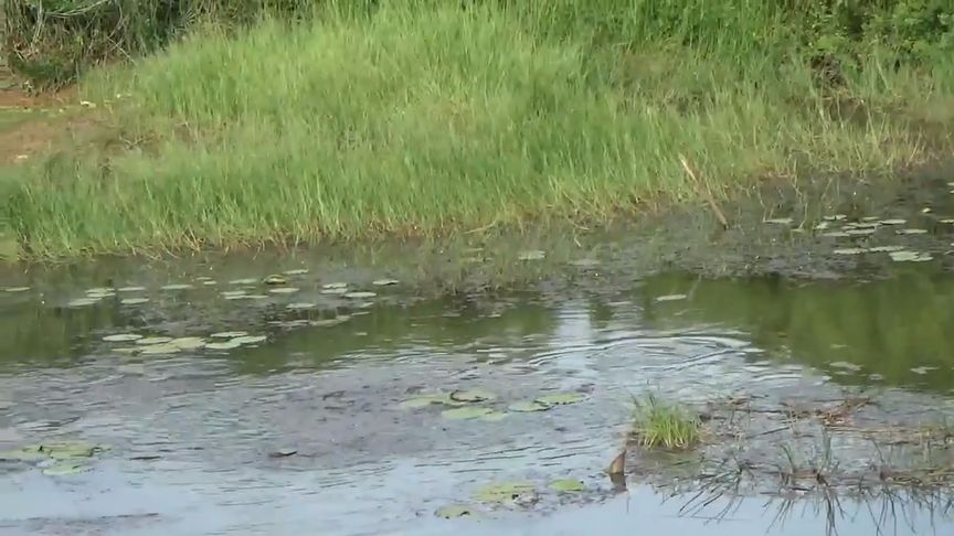 钓鱼:水里的鱼在发疯,成群的浮在水面掀起浪花!