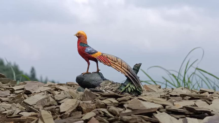 模型外拍。#gk模型 #红腹锦鸡 #湘西