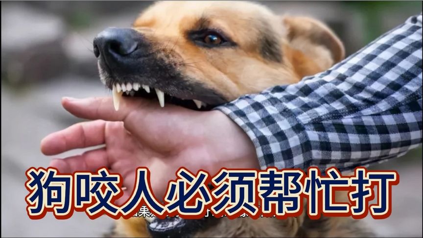 狗咬路人要不要帮忙打,我是必须帮忙打的,因为危机到别人安全