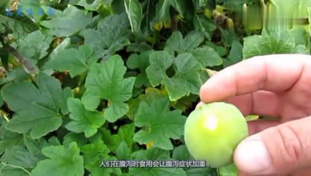 爱吃无花果的注意了现在知道还不晚快进来看看