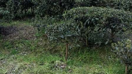 一分钟带你认识恩施富硒茶