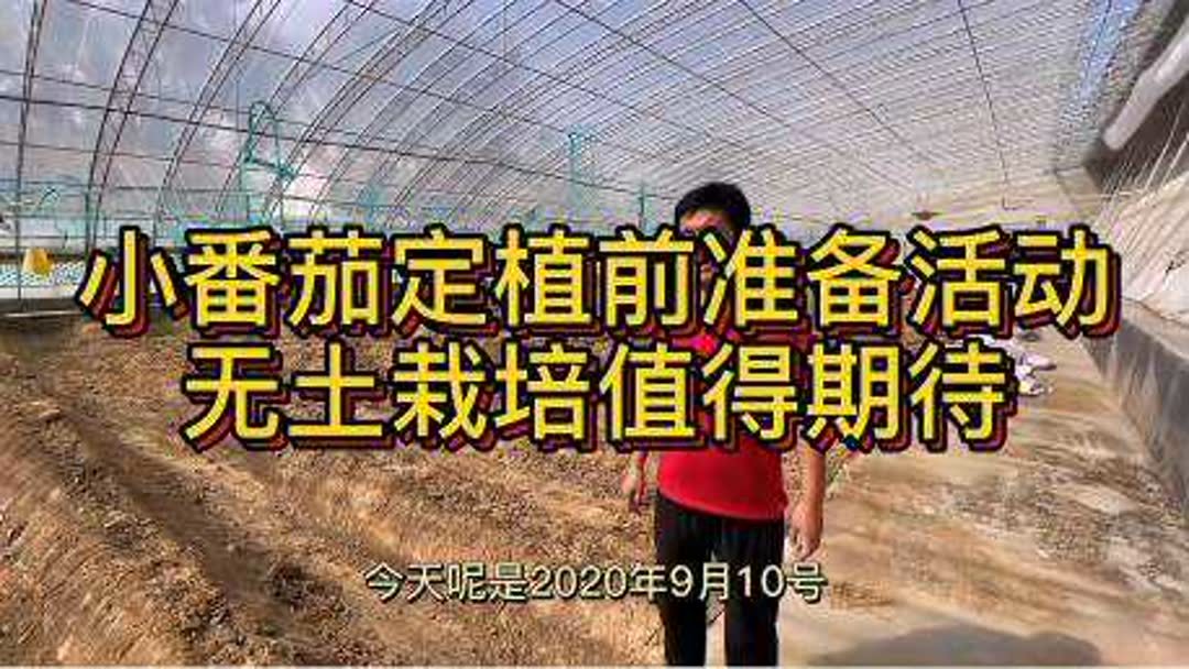 谁说无土栽培的小番茄没优势