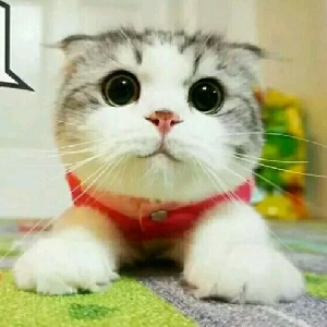 芙享联翩 