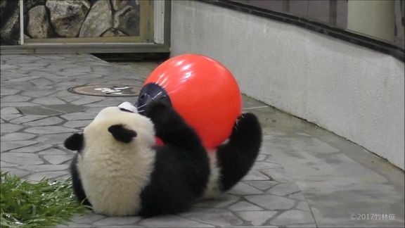 日本动物园内的中国大熊猫,和皮球打的不可开交