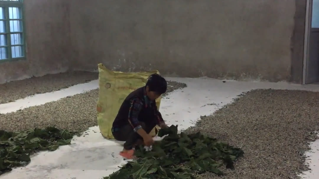 农村的蚕睡醒了,身体很虚弱,给大家看看蜕下的壳