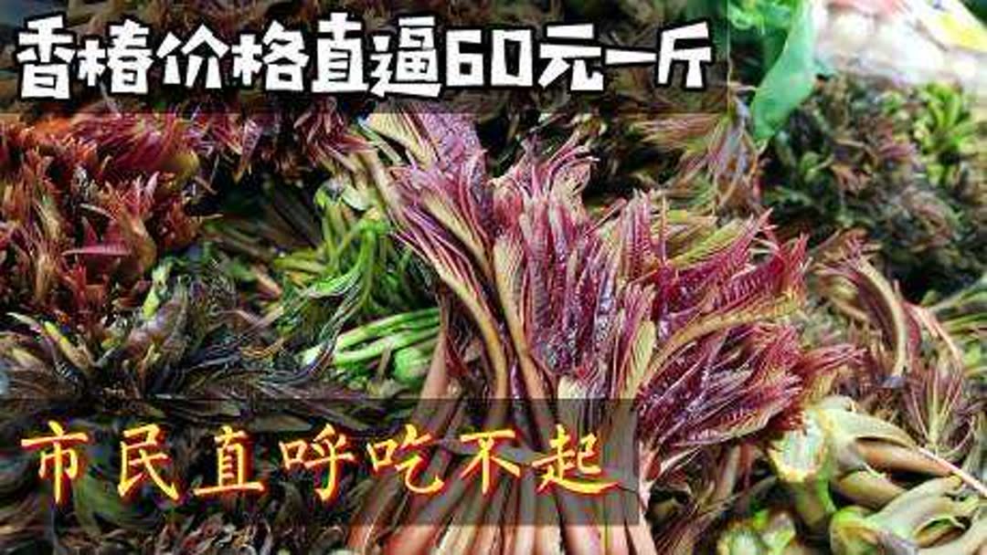 香椿价格比肉贵,一斤香椿60元市民直呼吃不起,你们已经尝过了吗