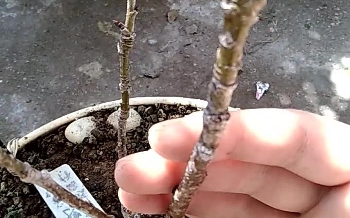 【猫咪愛上園藝 】bilibili•冬❤盆景(嫁接苗)樱花这么种植管理