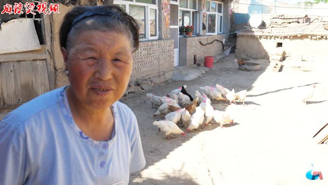 张家口农村大妈养了很多鸡,给鸡做记号,你见过这么漂亮的记号吗
