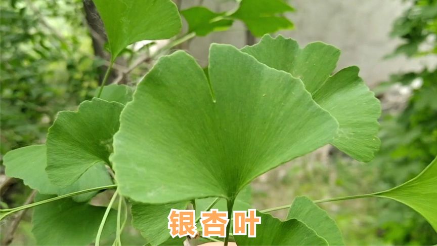 银杏叶泡水喝功效厉害,解决了很多人的健康大问题,赶紧了解一下