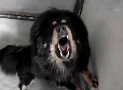 中国顶级原生藏獒 纯种藏獒 藏獒王 藏獒打架