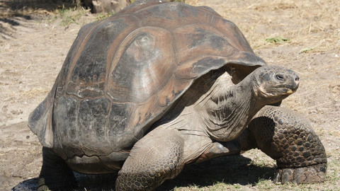 世界上最长寿命的动物,最后一个居然永生!