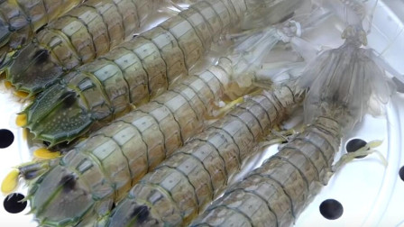 60块钱一斤皮皮虾,蒜蓉爆炒皮皮虾香得不得了,就是剥壳麻烦点