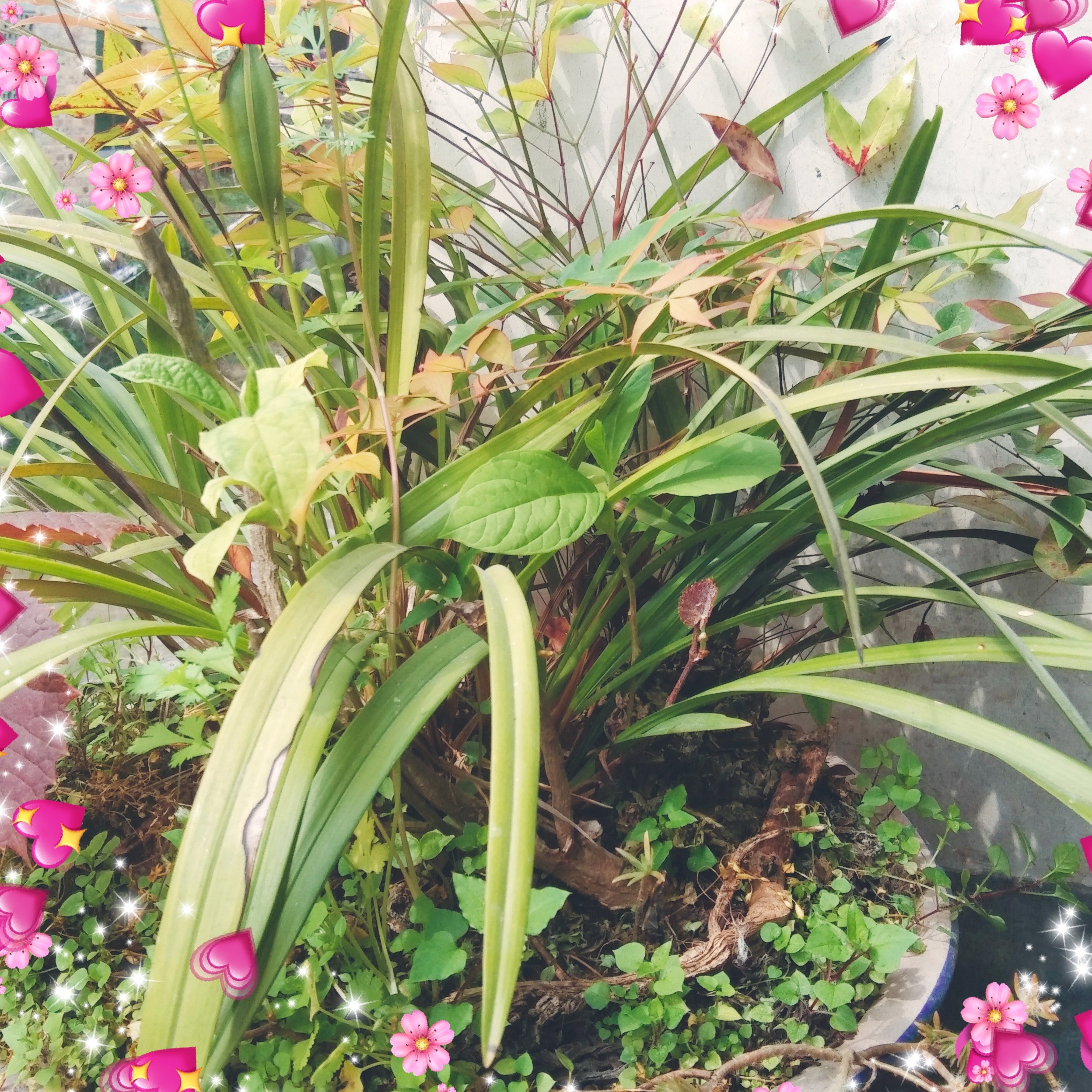 小玉在农村 