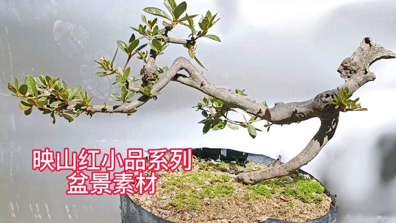 给老铁们分享一批映山红小品系列,都是熟桩自然型小品