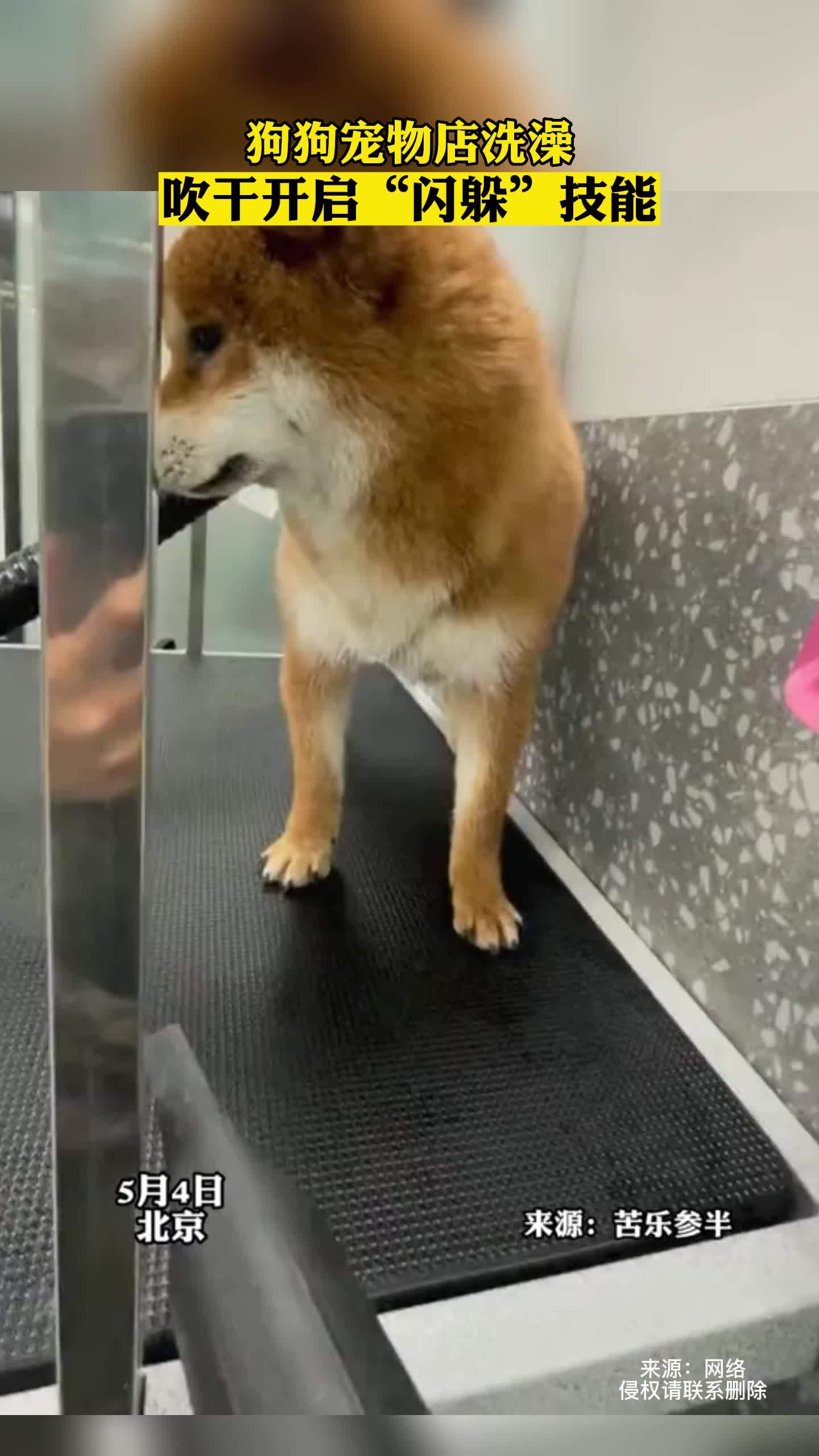 狗狗宠物店洗澡,吹干开启“闪躲”技能