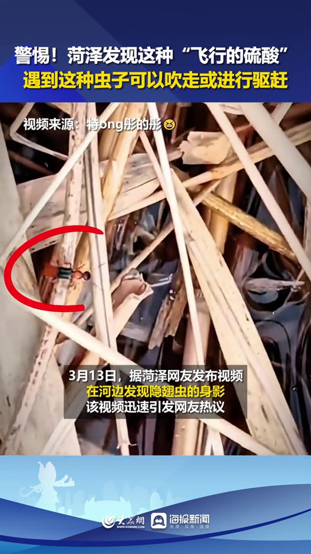 警惕!菏泽发现这种“飞行的硫酸”!遇到这种虫子可以吹走或进行驱赶 ...