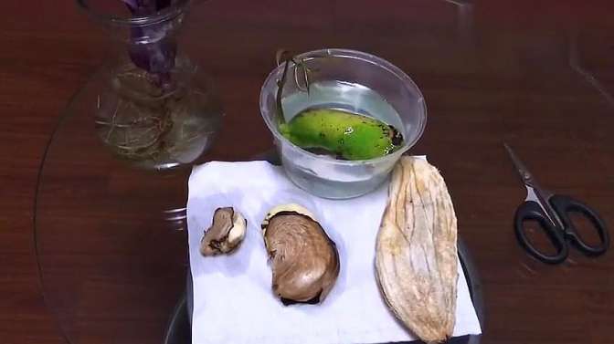 芒果核怎么种，三分钟教你种出一棵芒果树