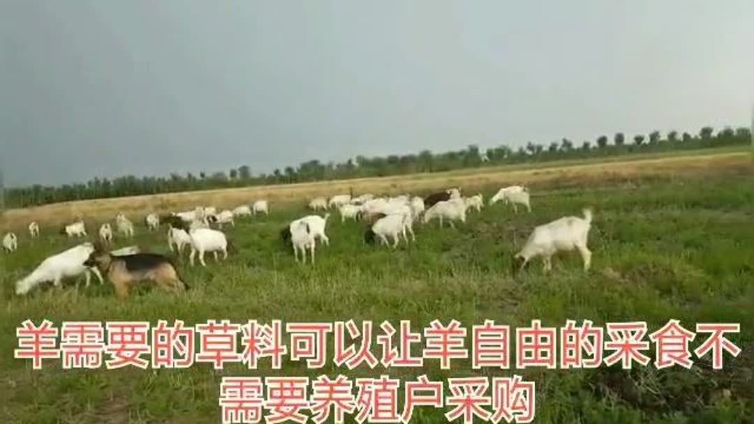 放养100只羊和圈养100只羊哪种养殖方式更好?小伙计算出利润成本