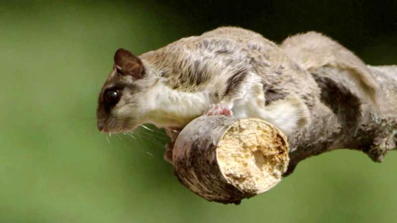 几十岁了，一直以为寒号鸟是一种鸟，没想到长这样