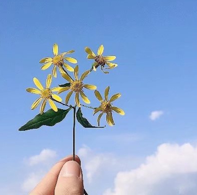 大头的数学啊 