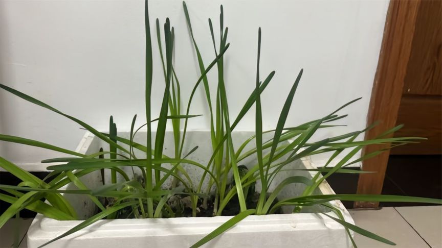 2男大学生做饭,误把“水仙”当蒜苗致姐姐轻微中毒:3道菜全放了